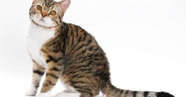 40 Jenis-Jenis Kucing dari Berbagai Ras | Popmama.com