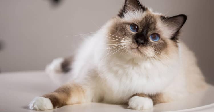 40 Jenis-Jenis Kucing dari Berbagai Ras | Popmama.com