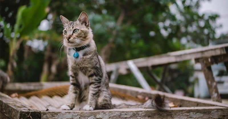 500 Ide Nama Kucing Jantan Islam Inisial A-Z dan Artinya | Popmama.com