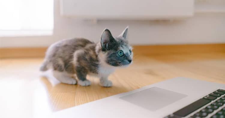 500 Ide Nama Kucing Jantan Islam Inisial A-Z dan Artinya | Popmama.com