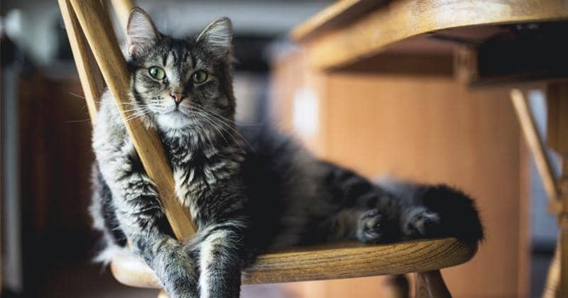 19 Ciri Kucing Pembawa Rezeki Menurut Primbon Jawa | Popmama.com