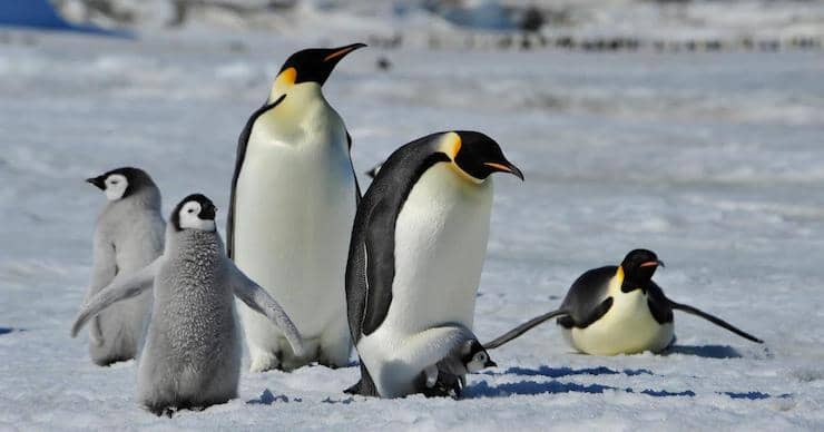 Mengenal Penguin, Ciri, Karakteristik, Habitat, dan Makanan | Popmama.com