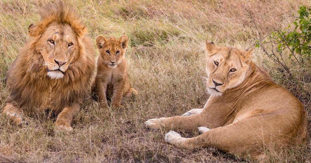 Mengenal Singa, Ciri, Perilaku, Habitat, dan Makanannya | Popmama.com