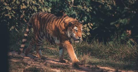 Mengenal Harimau, Ciri, Perilaku, Habitat, dan Makanannya | Popmama.com