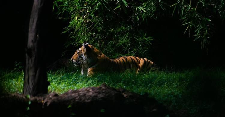 Mengenal Harimau, Ciri, Perilaku, Habitat, dan Makanannya | Popmama.com