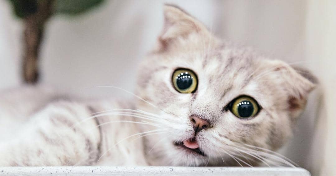 10 Jenis Kucing Kaki Pendek, Lucu dan Menggemaskan | Popmama.com