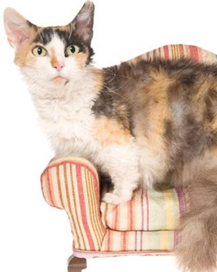 10 Jenis Kucing Kaki Pendek, Lucu dan Menggemaskan | Popmama.com