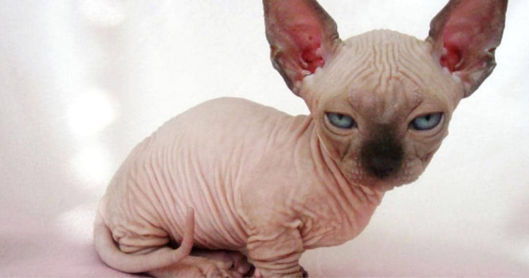 10 Jenis Kucing Kaki Pendek, Lucu dan Menggemaskan | Popmama.com