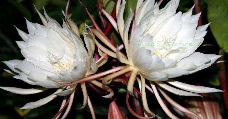 7 Mitos Bunga Wijaya Kusuma, Bisa Datangkan Jodoh dan Rezeki | Popmama.com