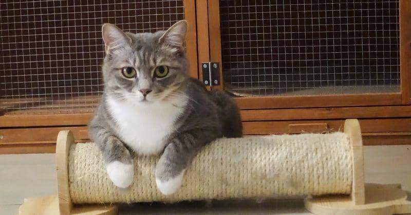 10 Tanda-Tanda Kucing Betina Birahi, Tak Boleh Diabaikan | Popmama.com