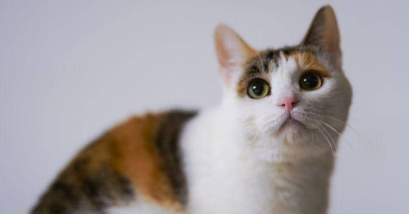 500 Nama Kucing Betina Jepang Inisial A-Z Beserta Artinya | Popmama.com