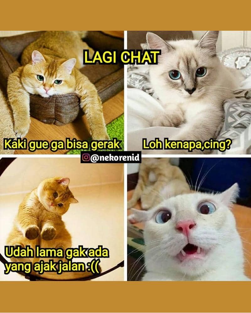 25 Foto Kucing Meme Lucu, Ekspresif dan Gemas Banget | Popmama.com