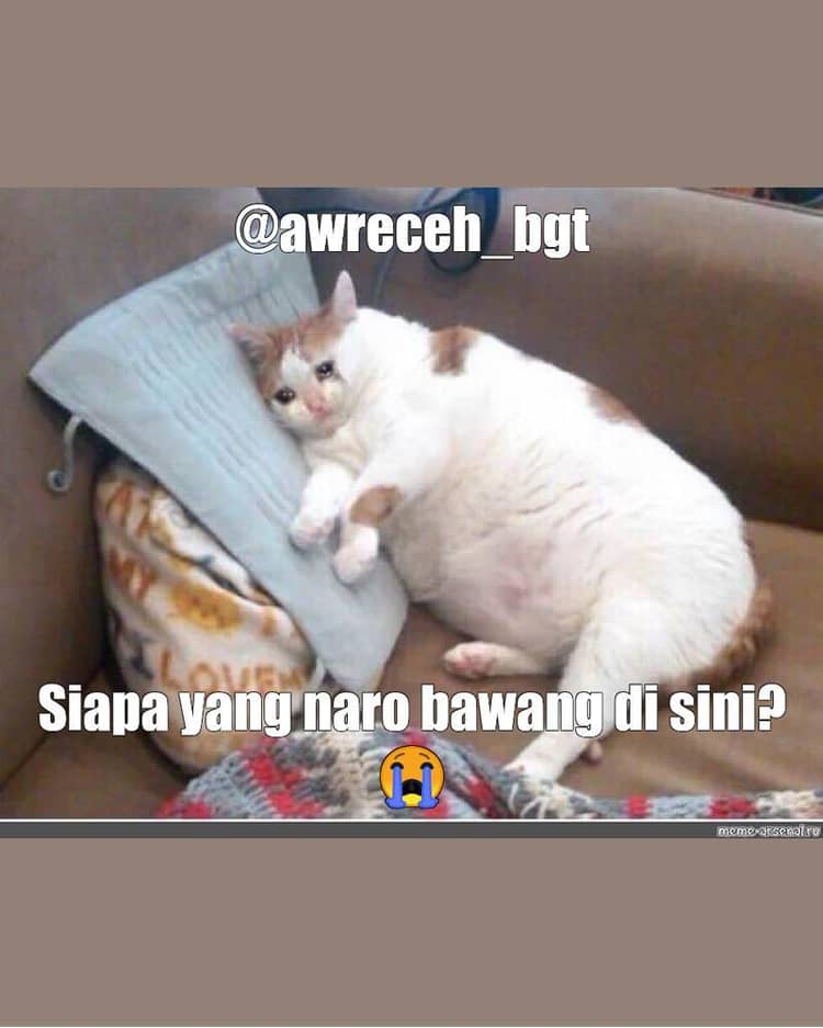 25 Foto Kucing Meme Lucu, Ekspresif dan Gemas Banget | Popmama.com
