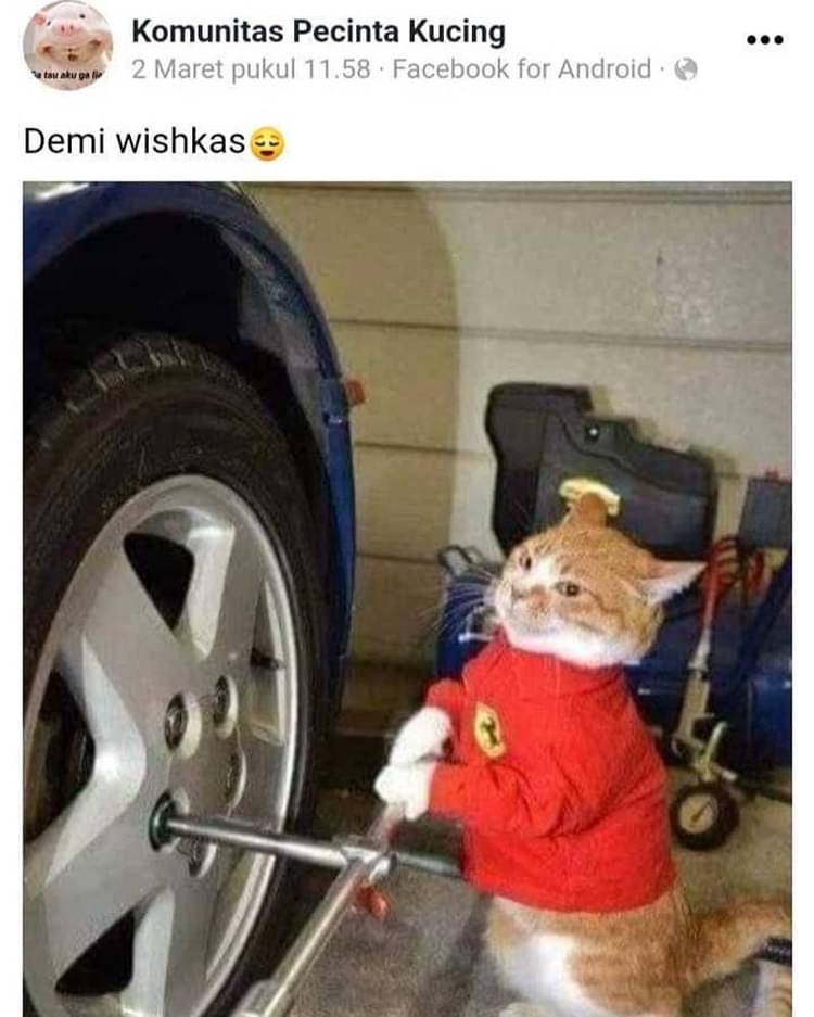 25 Foto Kucing Meme Lucu, Ekspresif dan Gemas Banget | Popmama.com