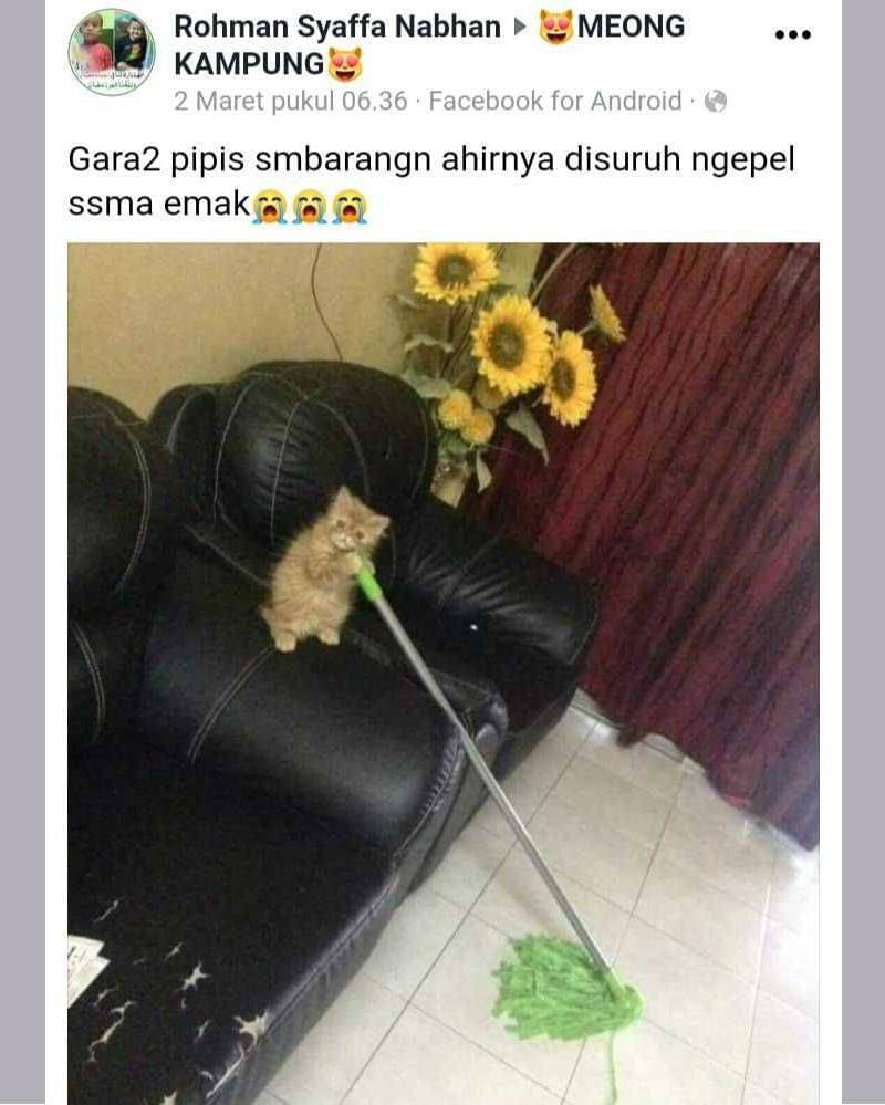 25 Foto Kucing Meme Lucu, Ekspresif dan Gemas Banget | Popmama.com