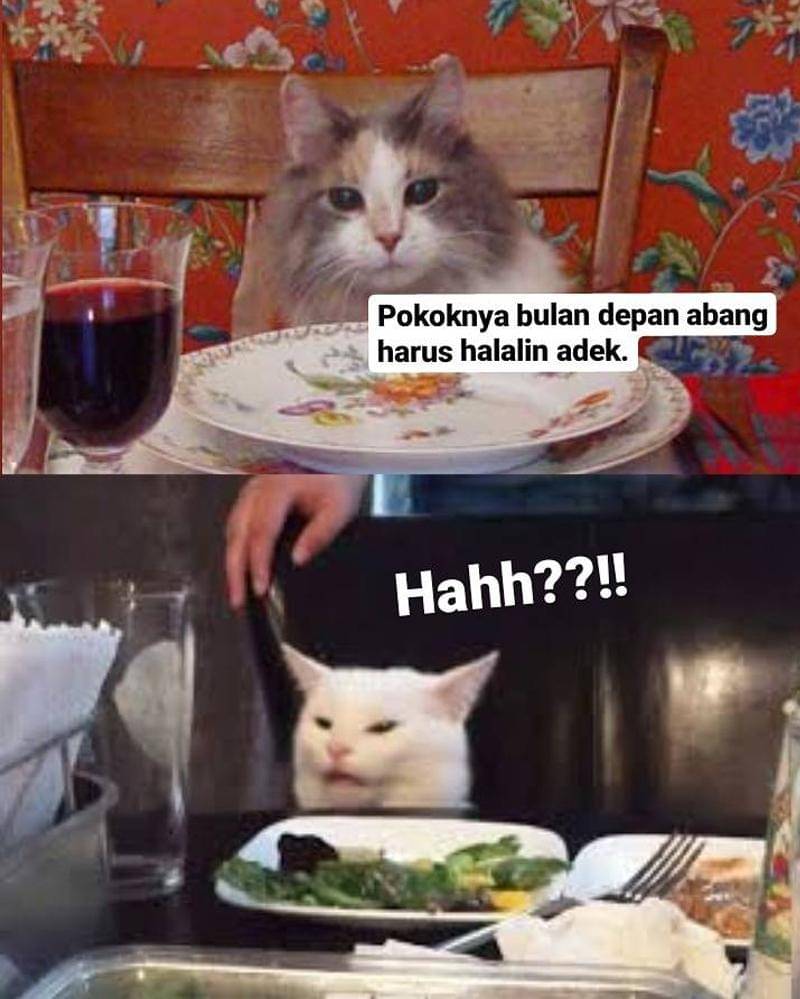 25 Foto Kucing Meme Lucu, Ekspresif dan Gemas Banget | Popmama.com