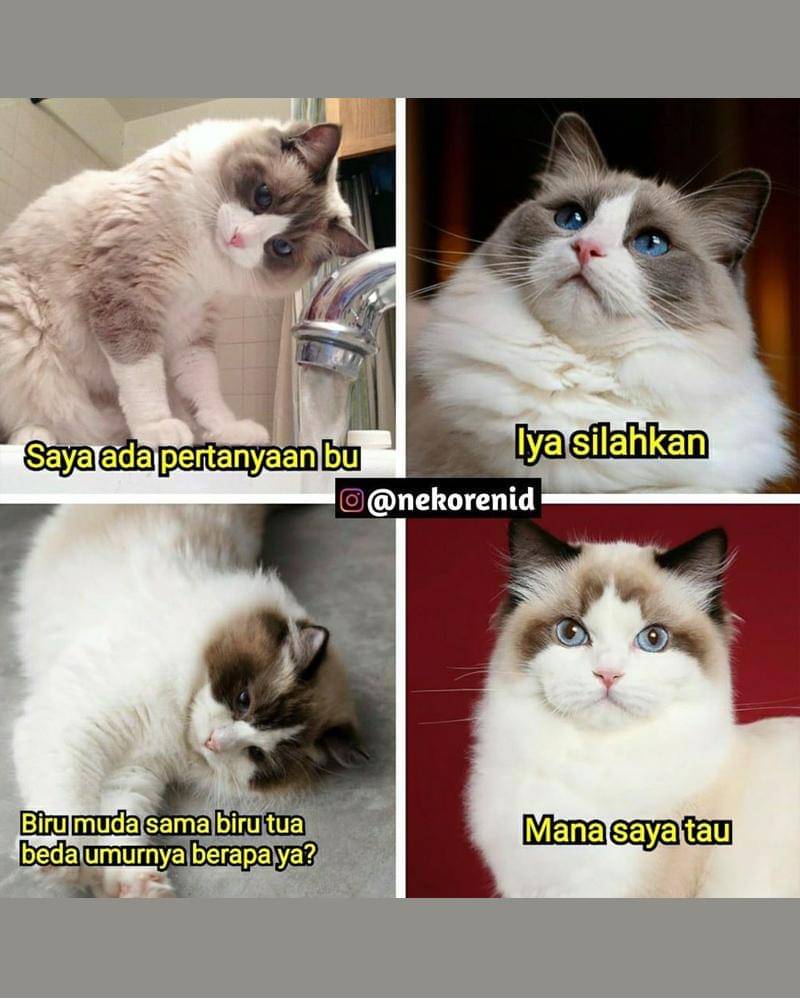25 Foto Kucing Meme Lucu, Ekspresif dan Gemas Banget | Popmama.com