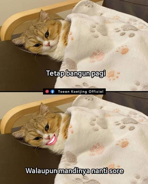 25 Foto Kucing Meme Lucu, Ekspresif dan Gemas Banget | Popmama.com