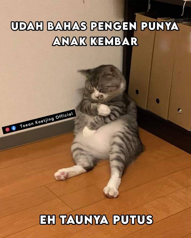 25 Foto Kucing Meme Lucu, Ekspresif dan Gemas Banget | Popmama.com