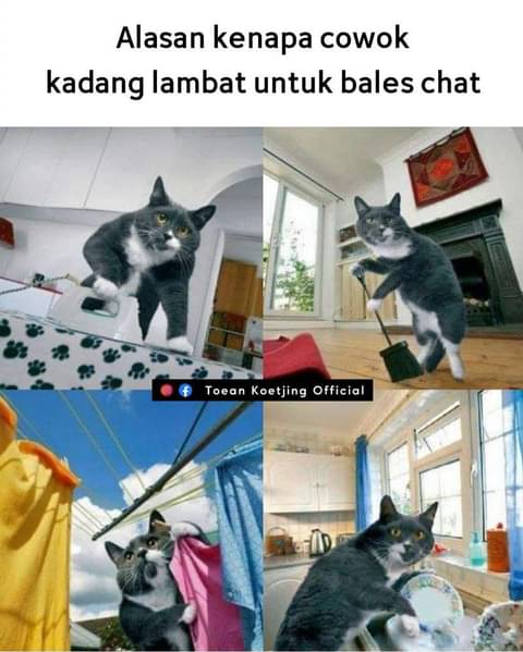 25 Foto Kucing Meme Lucu, Ekspresif dan Gemas Banget | Popmama.com