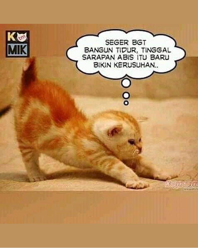 25 Foto Kucing Meme Lucu, Ekspresif dan Gemas Banget | Popmama.com