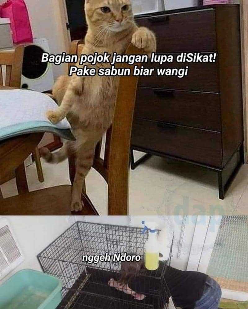 25 Foto Kucing Meme Lucu, Ekspresif dan Gemas Banget | Popmama.com