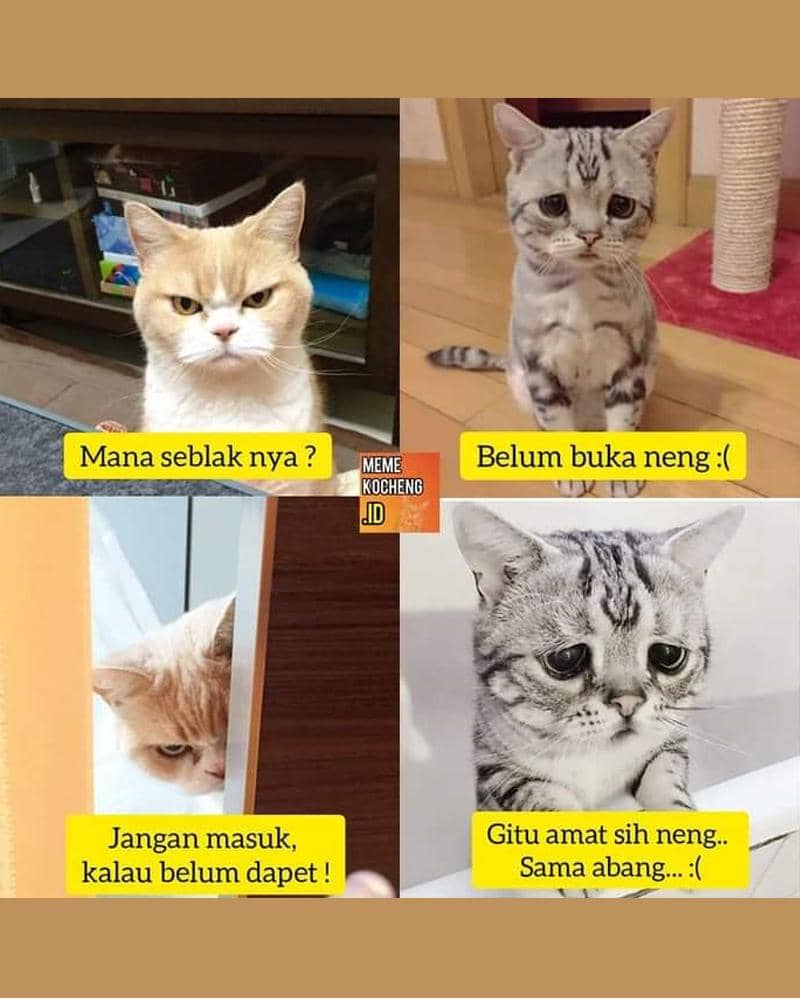 25 Foto Kucing Meme Lucu, Ekspresif dan Gemas Banget | Popmama.com