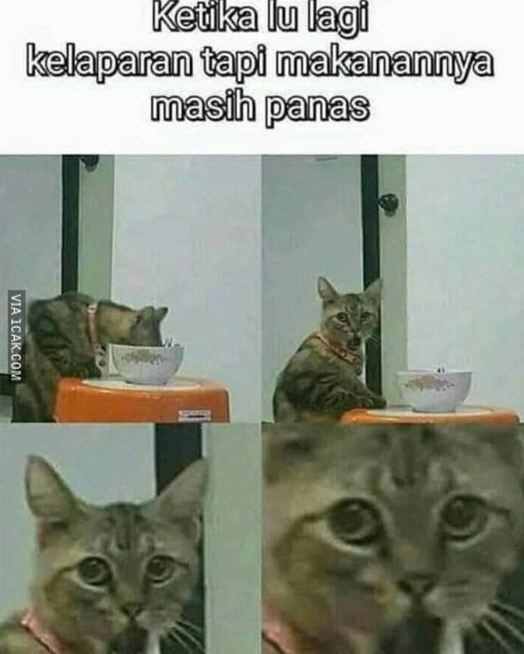 25 Foto Kucing Meme Lucu, Ekspresif dan Gemas Banget | Popmama.com