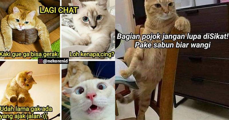 25 Foto Kucing Meme Lucu, Ekspresif dan Gemas Banget | Popmama.com