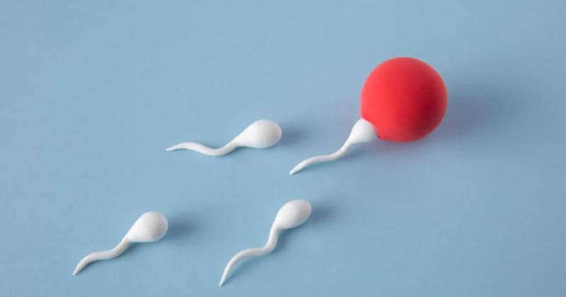 Fertilisasi Adalah Proses Pembuahan, Begini Tahap-Tahapnya | Popmama.com