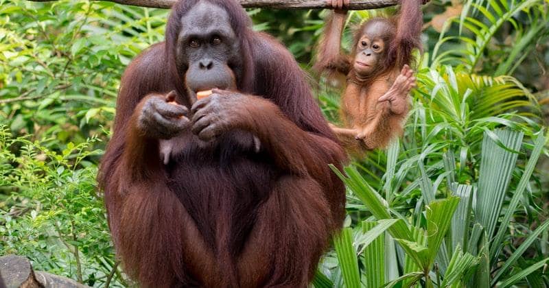 Fauna Tipe Asiatis: Pengertian, Ciri-ciri, dan Contohnya | Popmama.com
