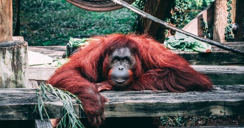 Fauna Tipe Asiatis: Pengertian, Ciri-ciri, dan Contohnya | Popmama.com