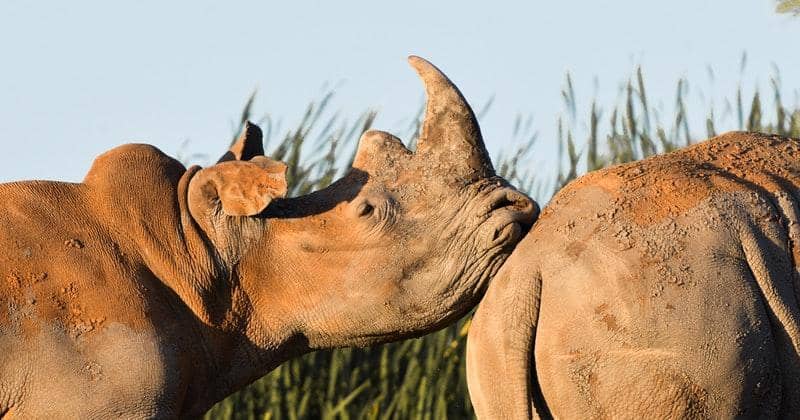 Fauna Tipe Asiatis: Pengertian, Ciri-ciri, dan Contohnya | Popmama.com
