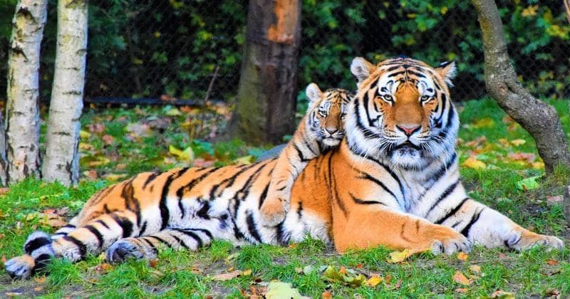 Fauna Tipe Asiatis: Pengertian, Ciri-ciri, dan Contohnya | Popmama.com