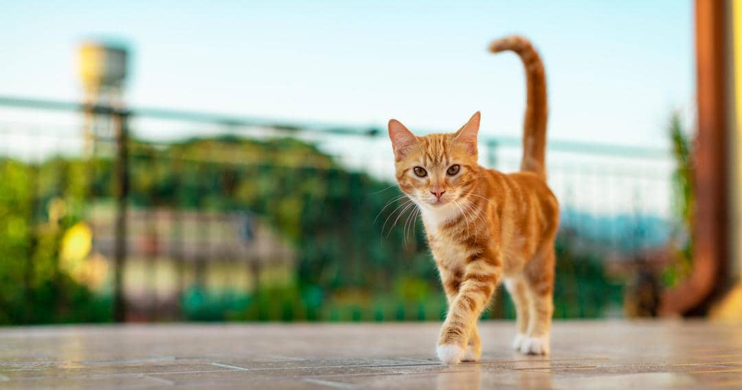 226 Ide Nama Kucing Pembawa Rezeki Inisial N-Z | Popmama.com