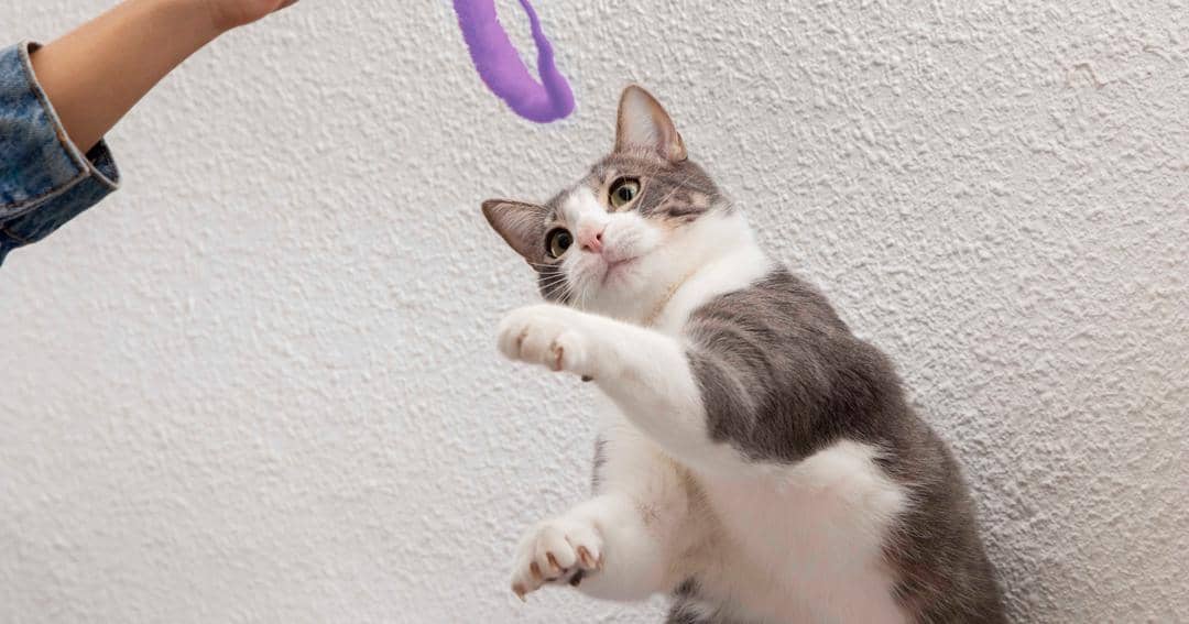 226 Ide Nama Kucing Pembawa Rezeki Inisial N-Z | Popmama.com