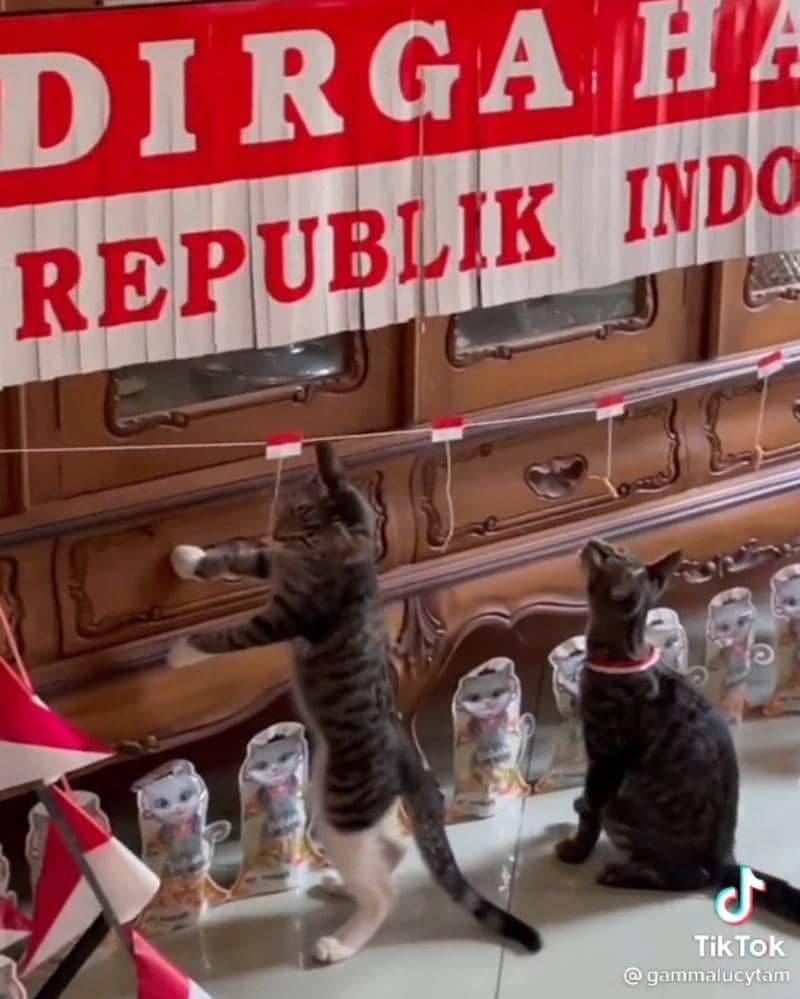 12 Foto Kucing Lomba 17 Agustus, Ada yang Hadiahnya Lele | Popmama.com