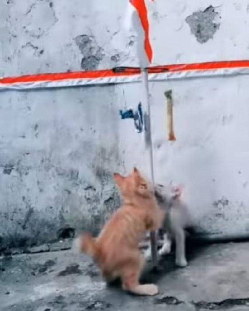 12 Foto Kucing Lomba 17 Agustus, Ada yang Hadiahnya Lele | Popmama.com