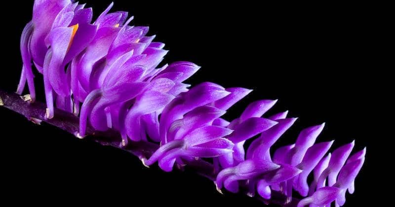 Ciri-Ciri Bunga Anggrek, Bunga Nasional Indonesia | Popmama.com