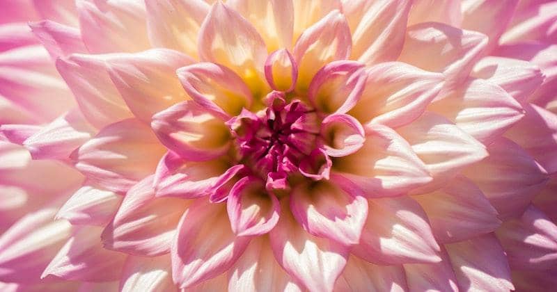 7 Bunga Warna Pink Tercantik di Dunia | Popmama.com