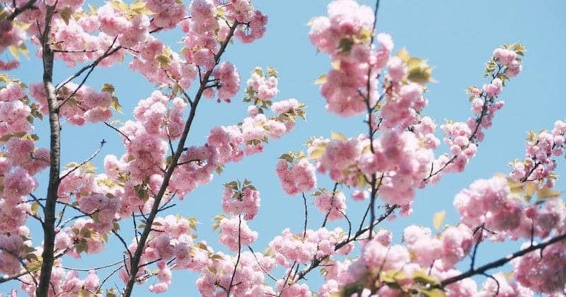 7 Bunga Warna Pink Tercantik di Dunia | Popmama.com