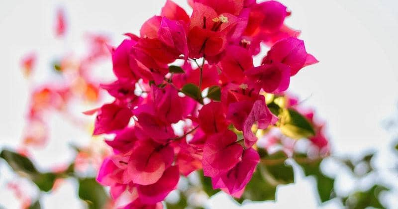 7 Bunga Warna Pink Tercantik di Dunia | Popmama.com