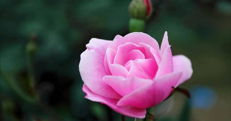 7 Bunga Warna Pink Tercantik di Dunia | Popmama.com