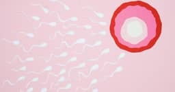 Bagian Sperma dan Fungsinya | Popmama.com