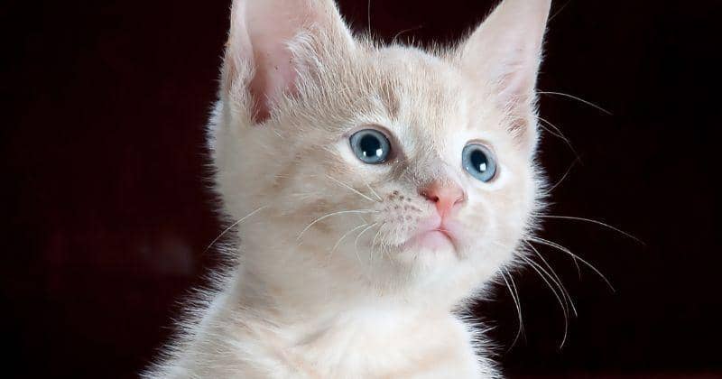 6 Hukum Memelihara Kucing dalam Islam, Tempatnya Harus Layak | Popmama.com