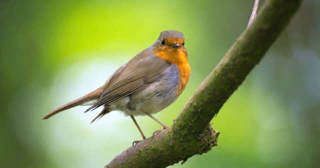 500 Nama Burung yang Bagus dan Hoki Inisial A-Z | Popmama.com