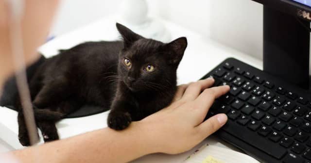 10 Fakta Menarik Kucing Hitam, Jadi Jimat Keberuntungan | Popmama.com