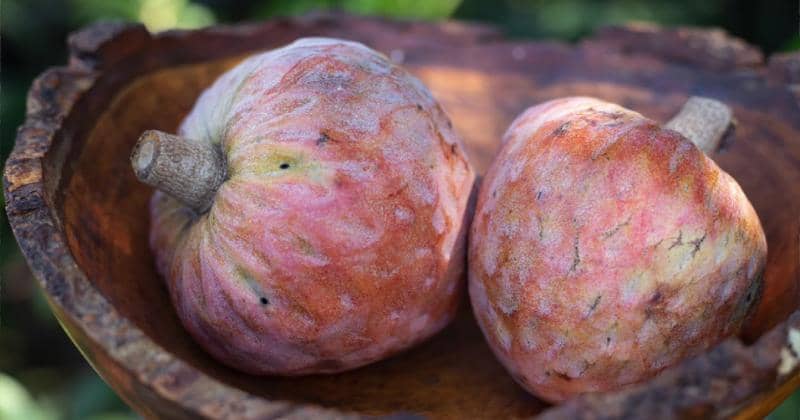 7 Nama-Nama Buah dari Huruf N | Popmama.com