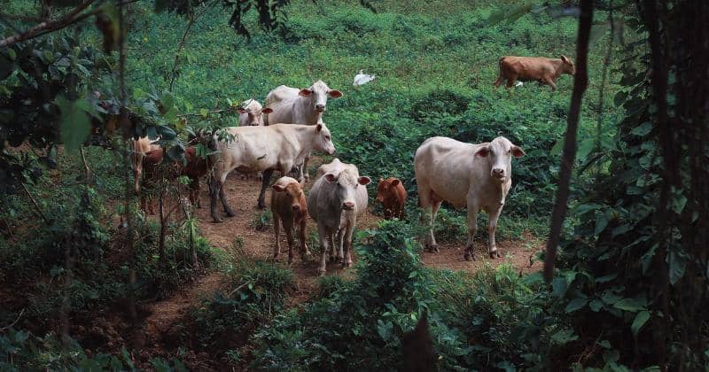 12 Nama-Nama Hewan dari Huruf S Bahasa Indonesia | Popmama.com