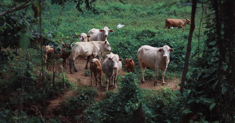 12 Nama-Nama Hewan dari Huruf S Bahasa Indonesia | Popmama.com